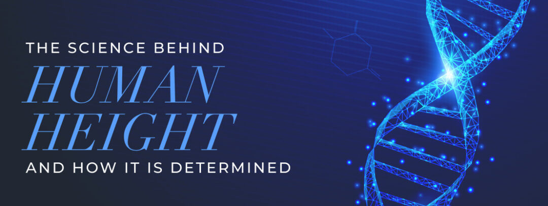 The Science Behind Human Height and How It Is Determined
